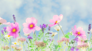 Sense-ational Activities ~ Springtime Sounds - Wholesome Harmonies, LLC