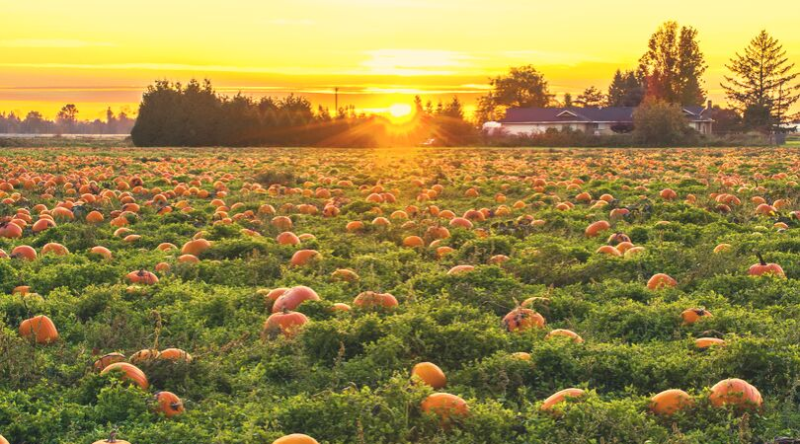 The Sights & Smells of Fall - Wholesome Harmonies, LLC