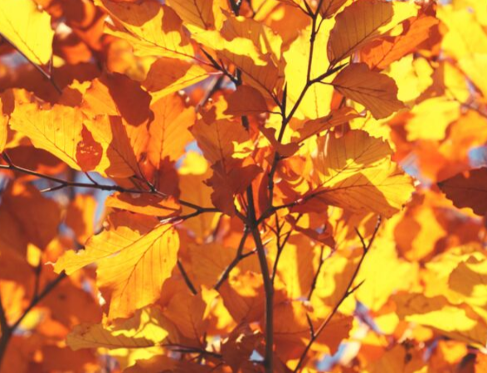The Sights & Smells of Fall - Wholesome Harmonies, LLC